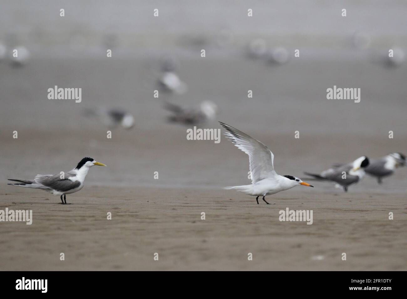 Chinese Crested Tern (Thalasseus bernsteini) with Greater Crested Terns ...