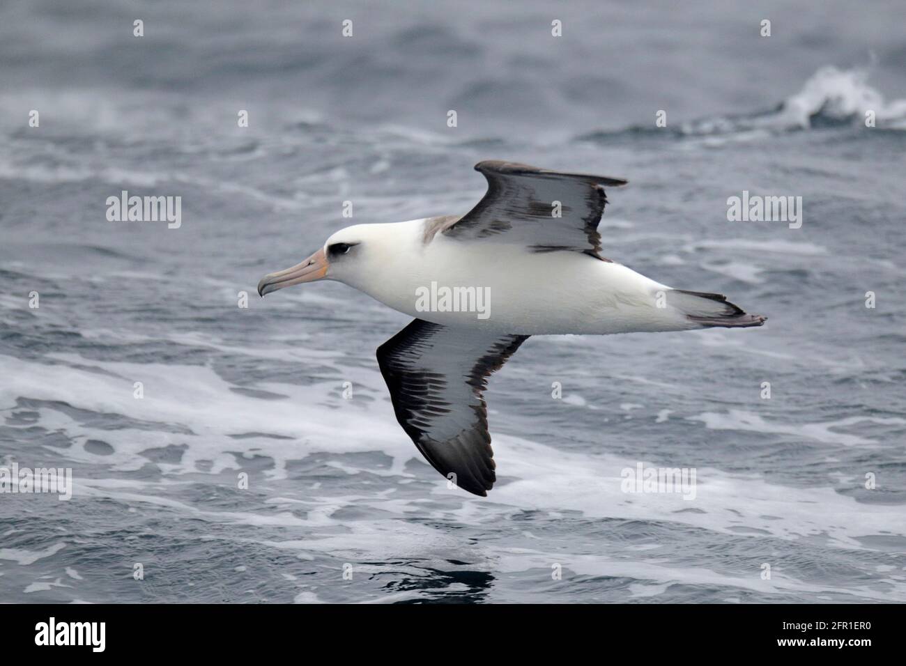 Laysan albatross hi-res stock photography and images - Alamy