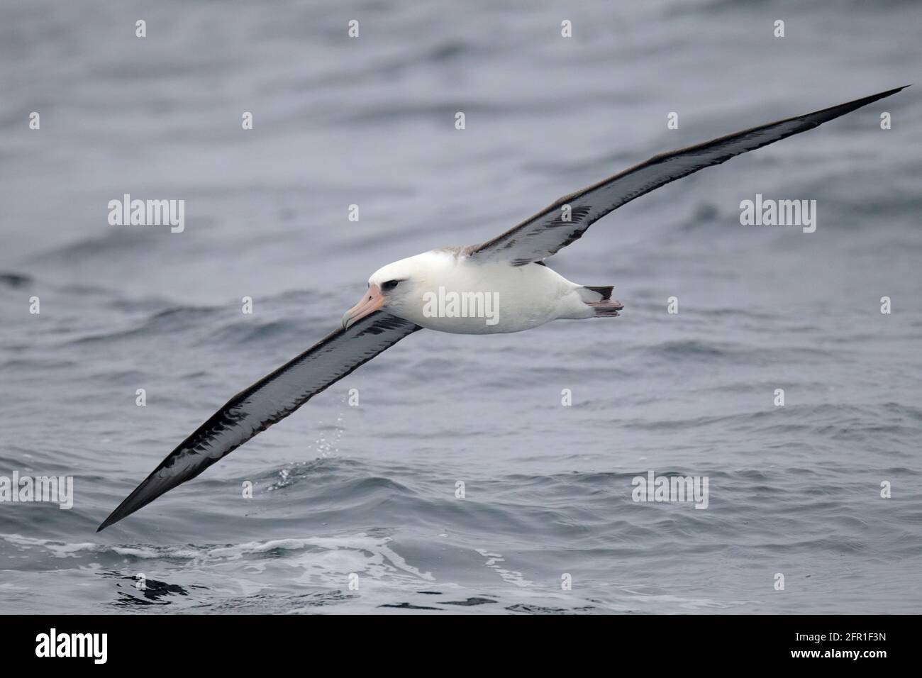 Laysan Albatross (Phoebastria immutabilis), single adult in flight over ...