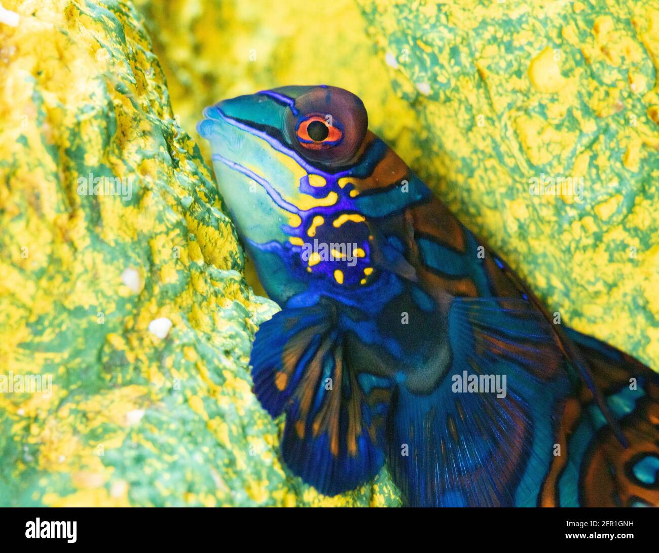 saltwater fish Mandarinfish Gobby (Dragonets Stock Photo - Alamy