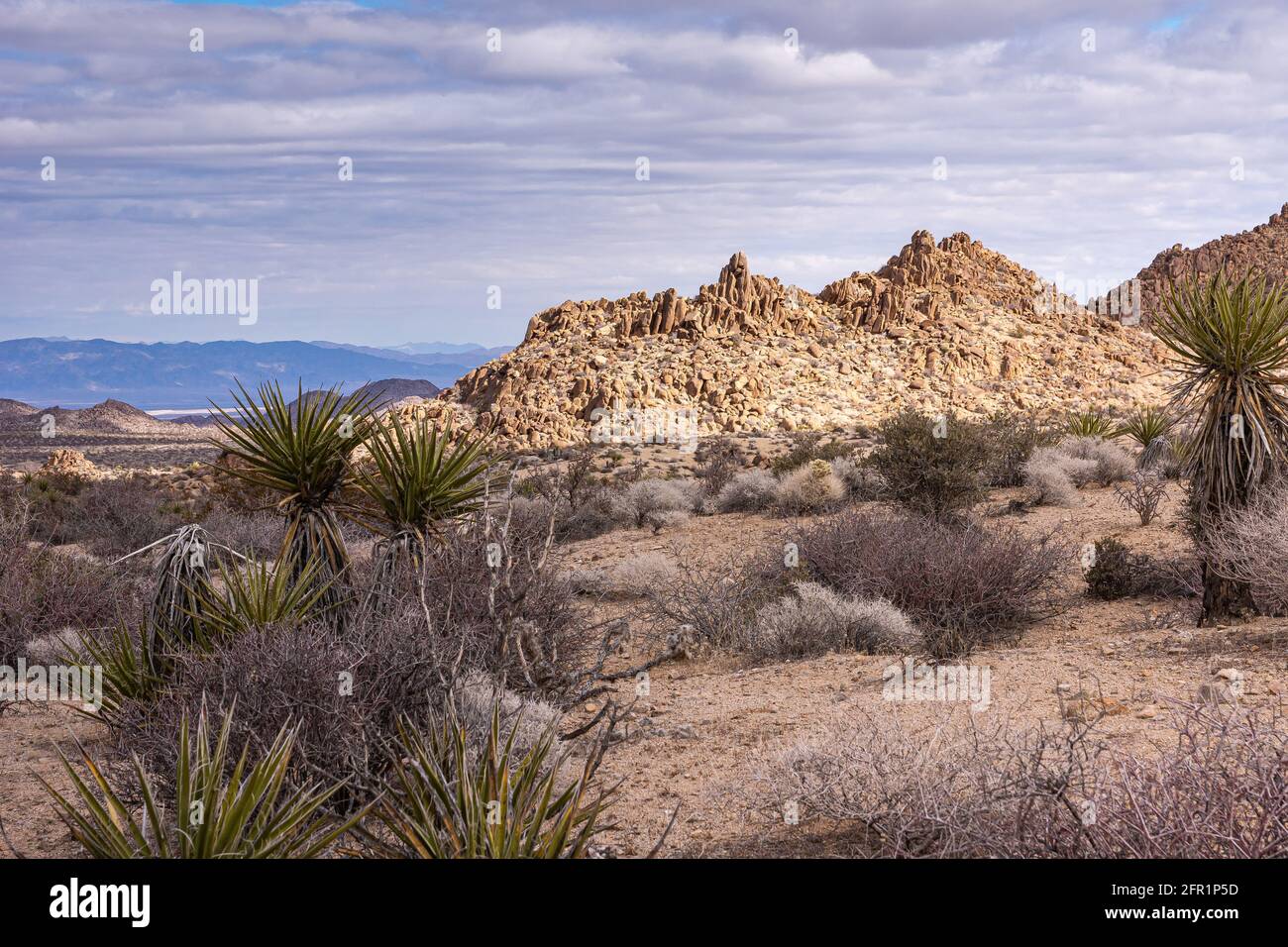 Joshua pine trees hi-res stock photography and images - Alamy