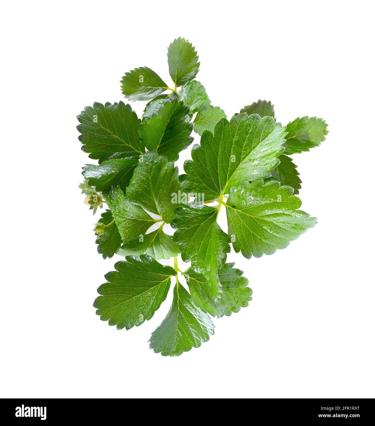 Strawberry leaf isolated on white background Stock Photo - Alamy
