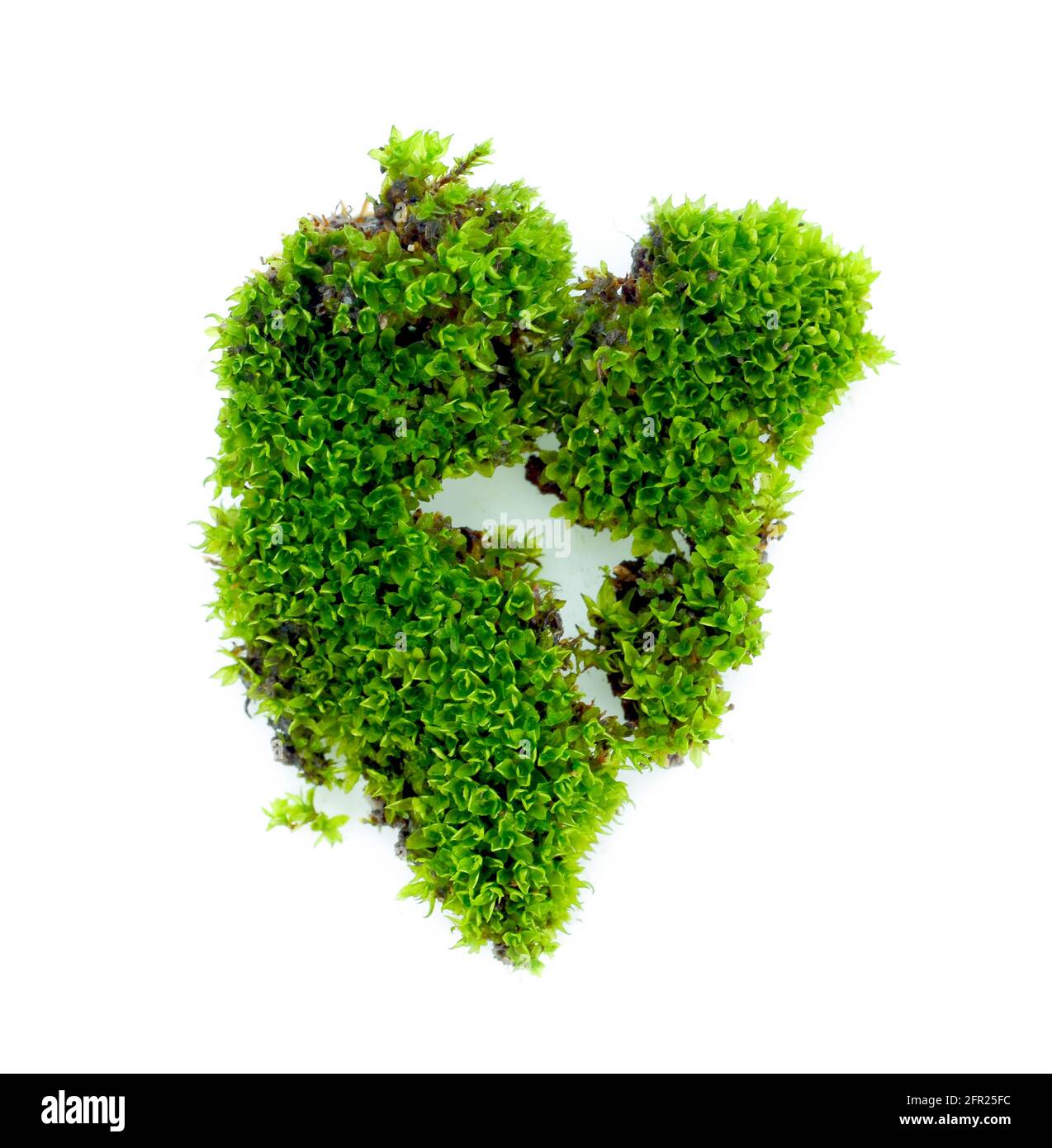 Moss isolated on white background Stock Photo - Alamy