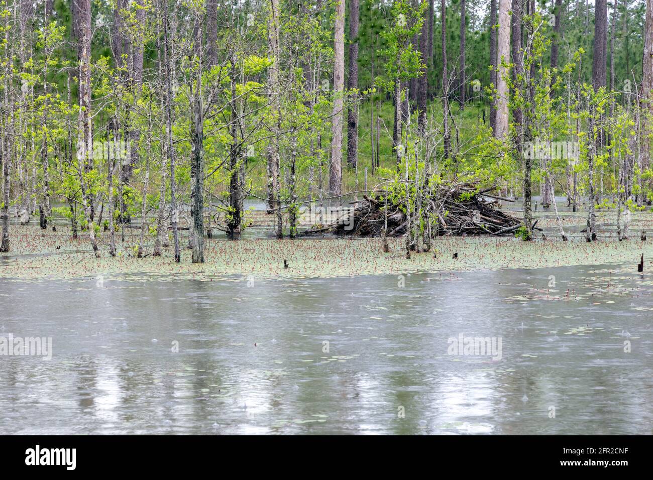 Beaver Lodge, active, Northwestern Florida, USA, by James D Coppinger ...