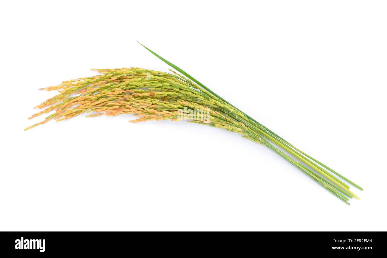 rice plant isolated on white background Stock Photo - Alamy