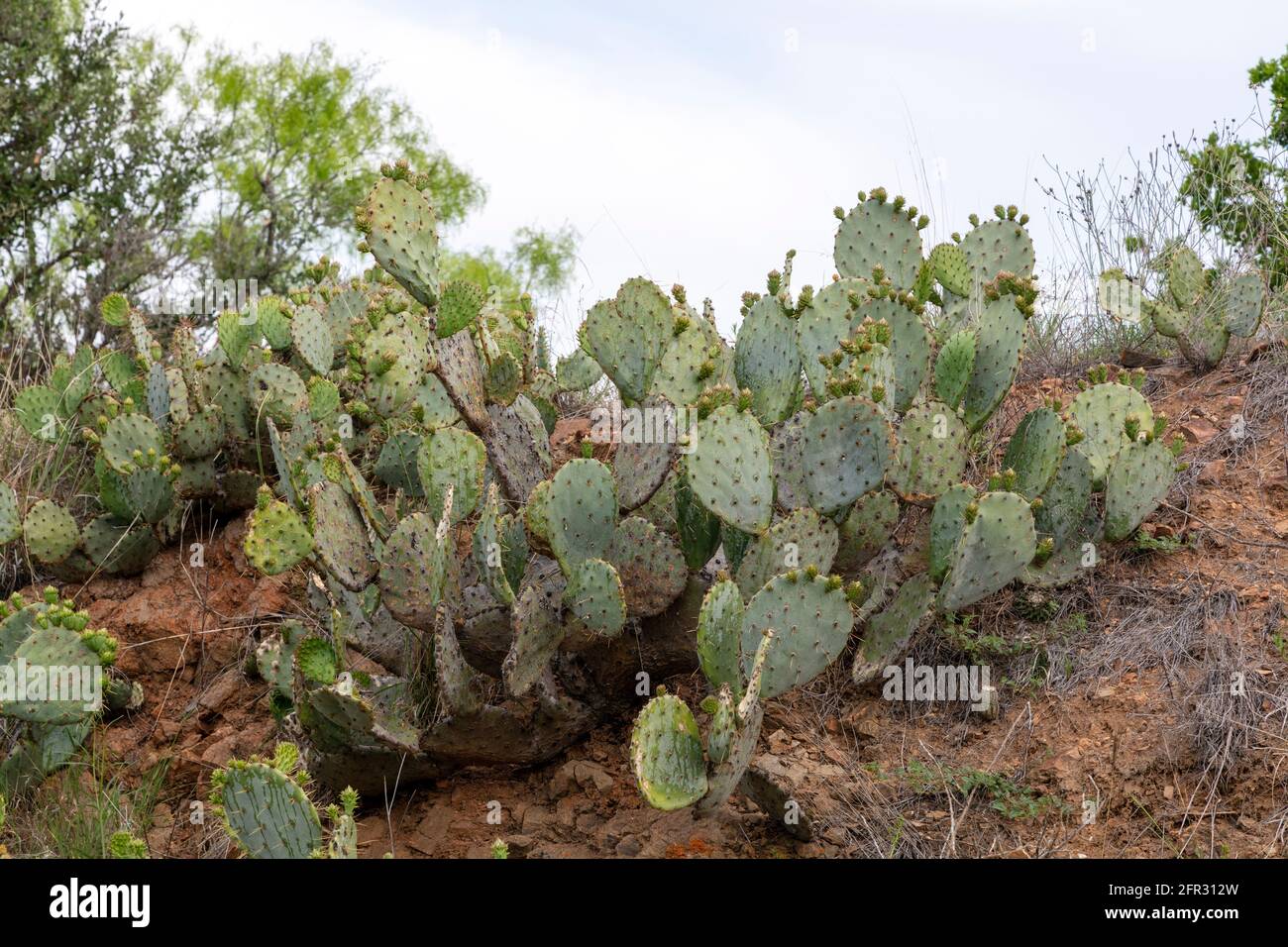 Texas native cactus hi-res stock photography and images - Alamy