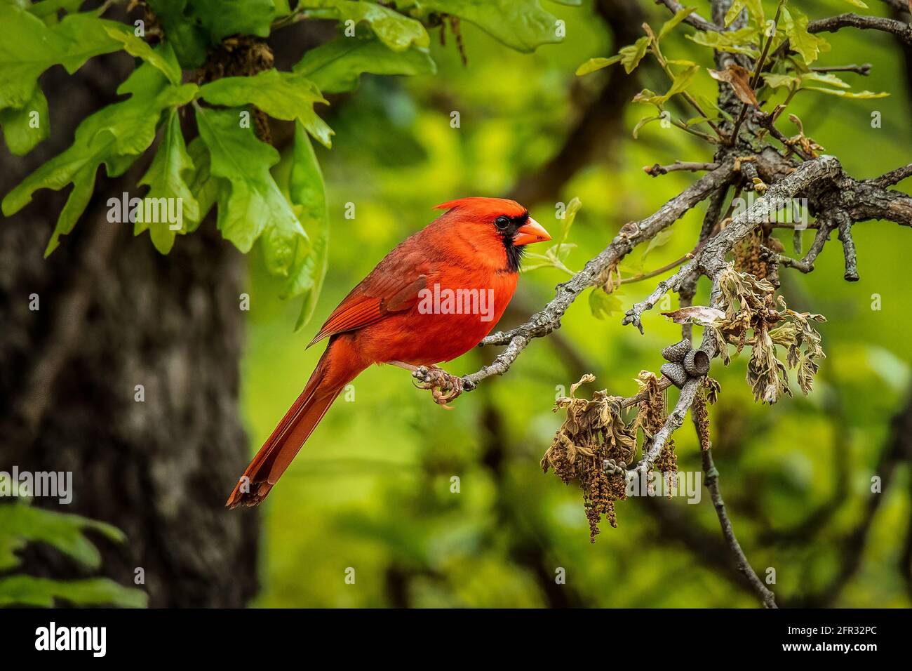 Cardinal on tree hi-res stock photography and images - Alamy