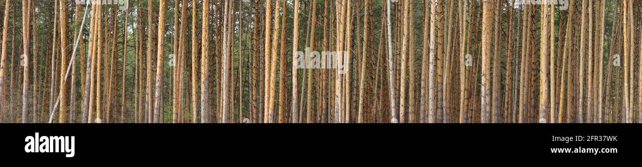 Panorama of pine trunks in the forest, background with tall trunks of ...