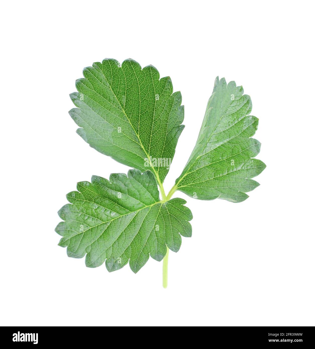 Strawberry leaf isolated on white background Stock Photo - Alamy