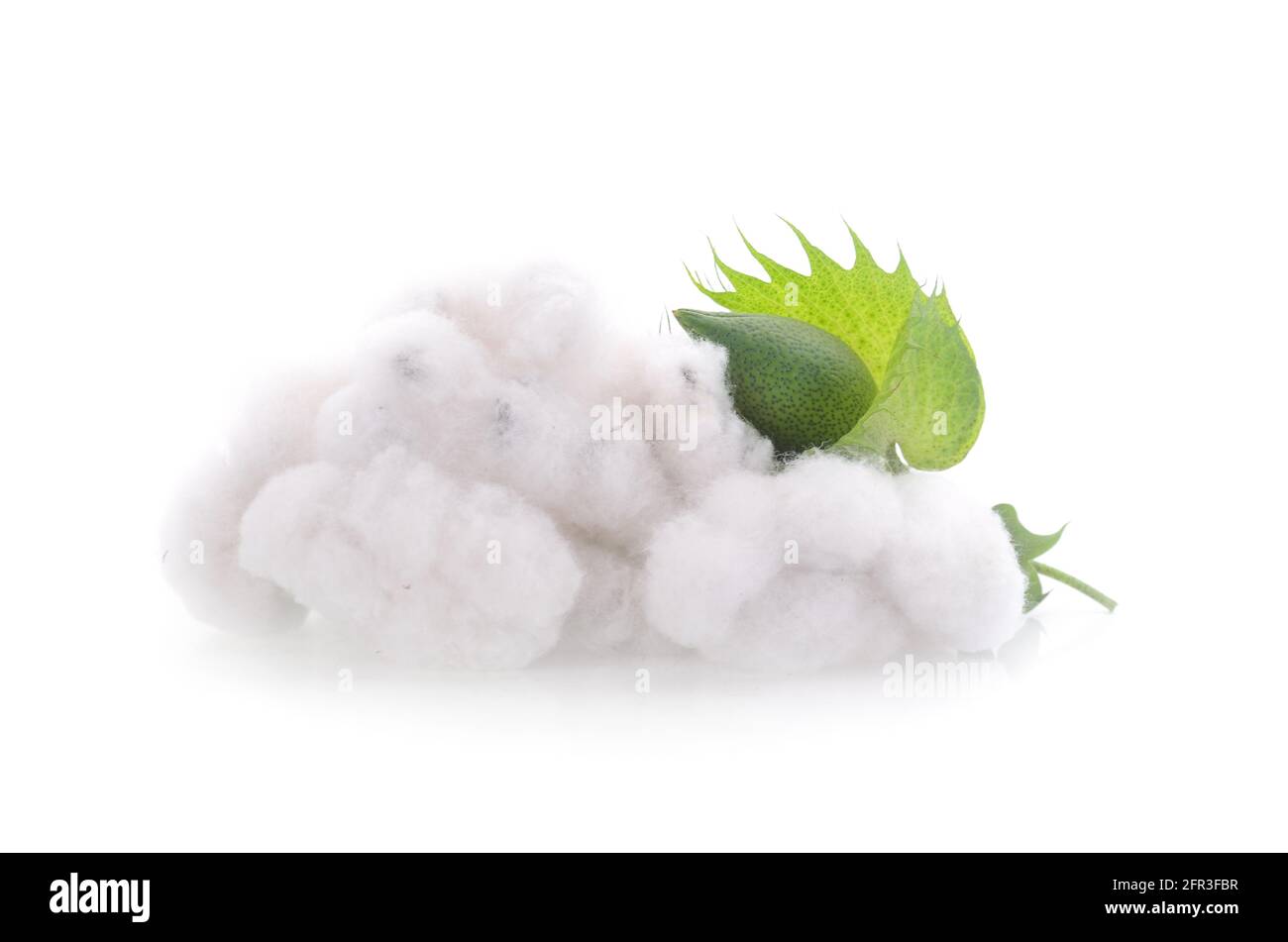 Cotton flower isolated on white background Stock Photo - Alamy
