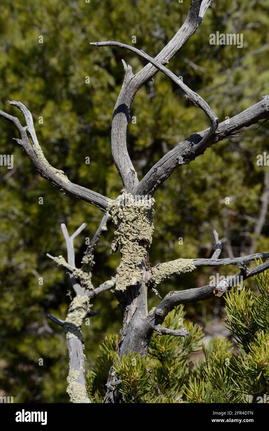 A tree-swelling lichen grows on a dead pinon tree in New Mexico Stock ...