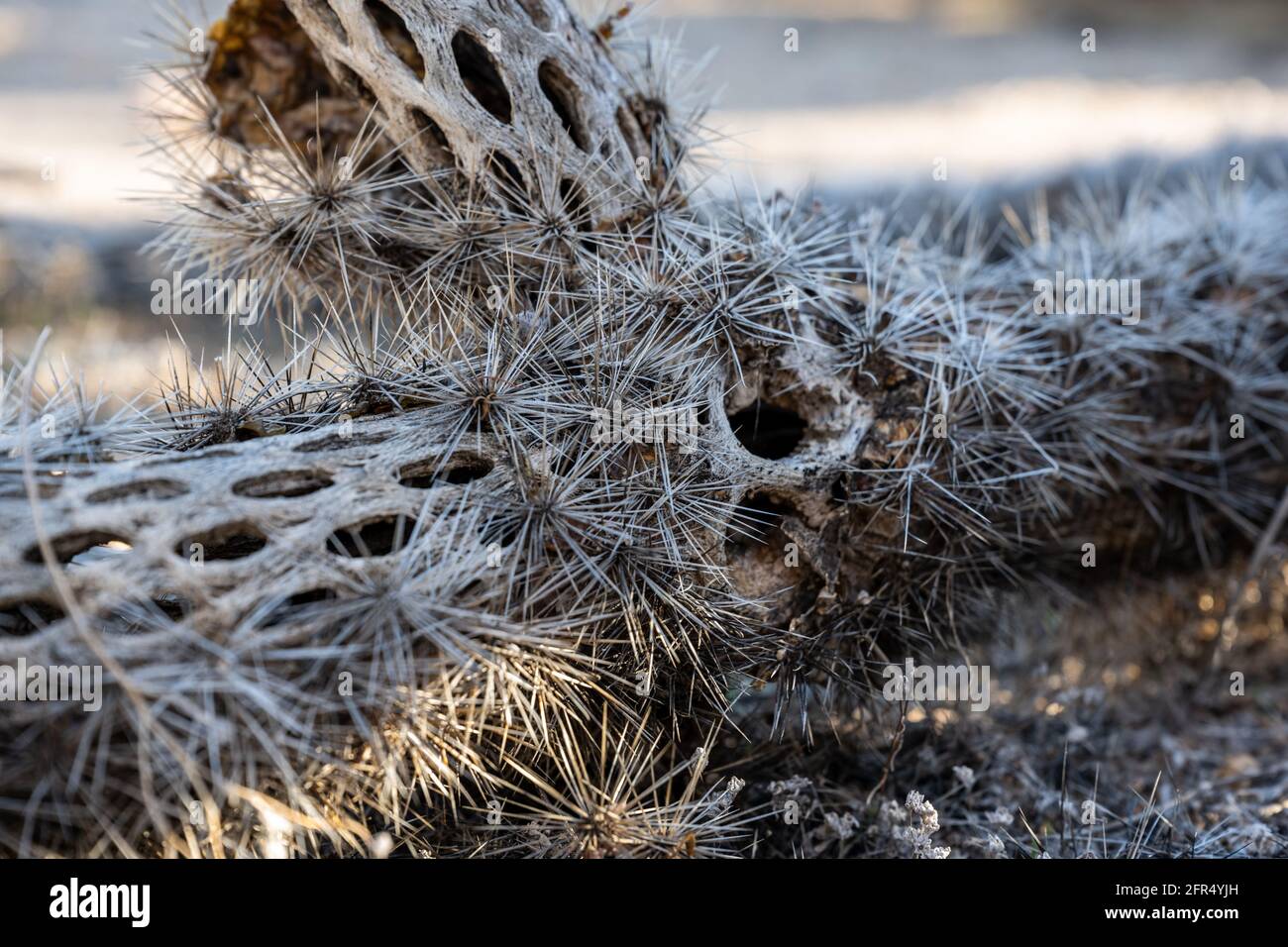 Saguaro structure hi-res stock photography and images - Alamy