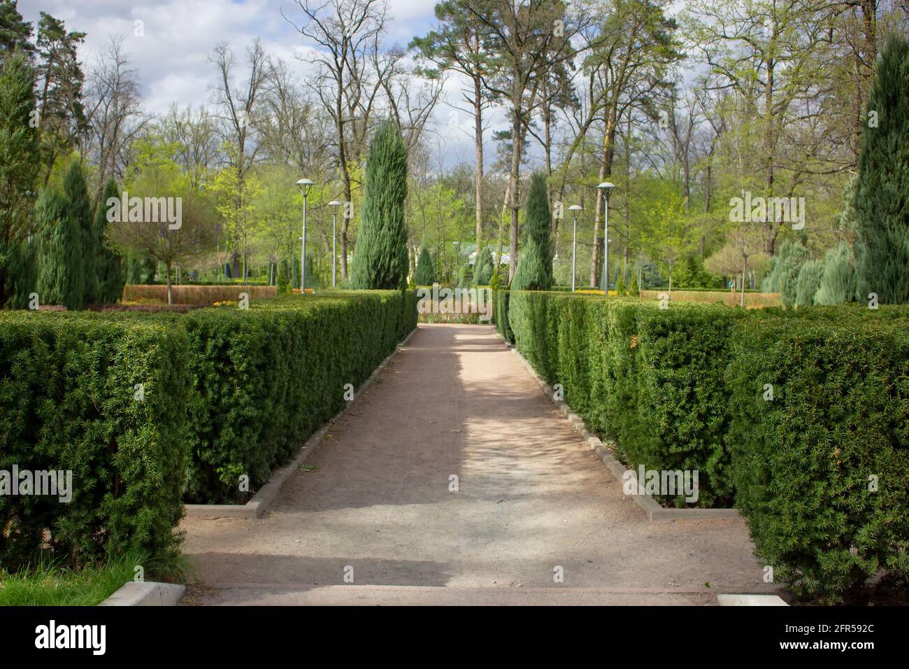 Path of ornamental shrubs in the park Stock Photo - Alamy