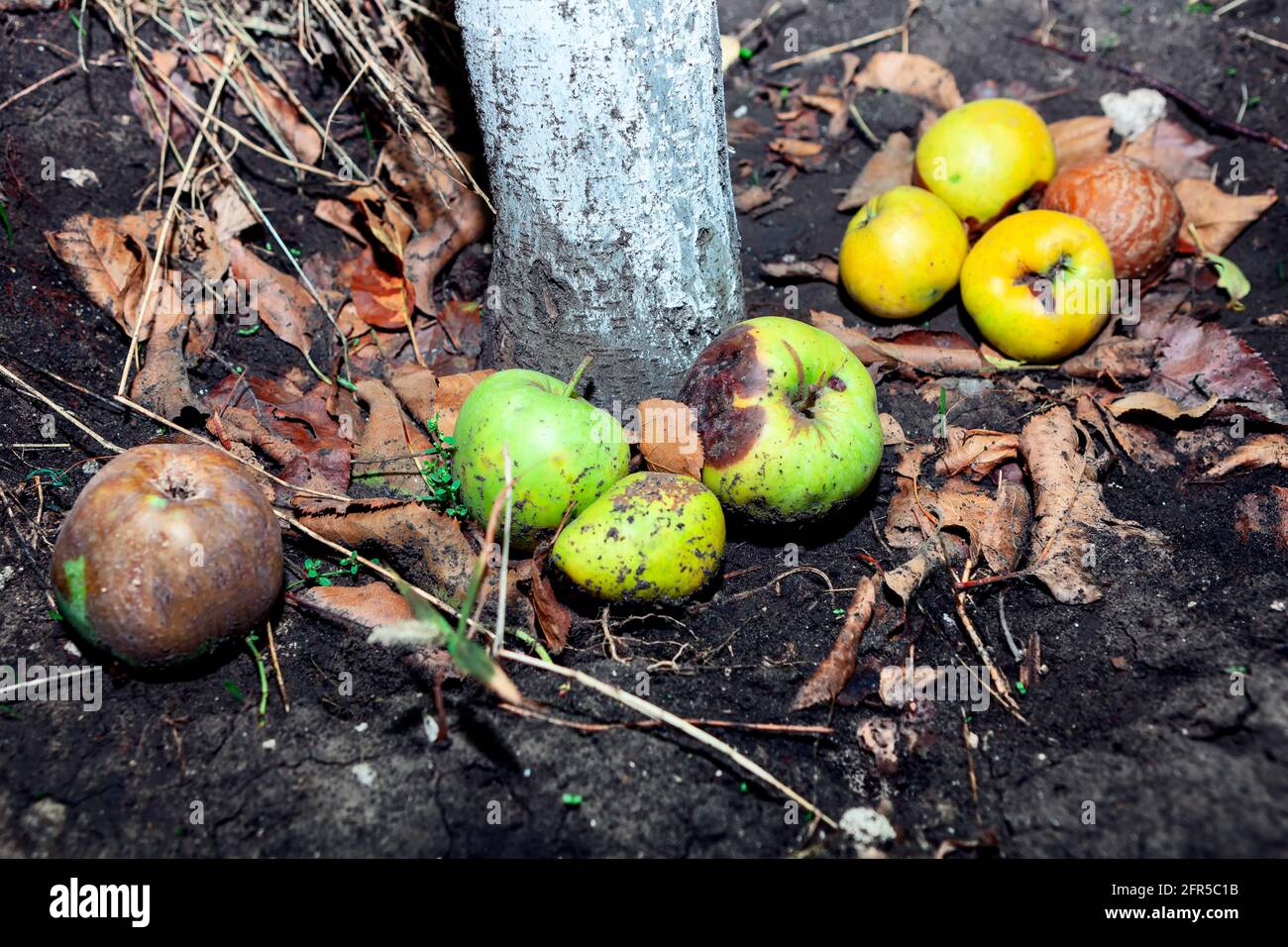 Fallen and spoiled apples in the garden . Crop failure Stock Photo - Alamy
