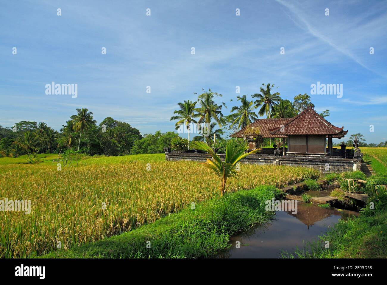 Rice paddies with Balinese pagoda and ripe ears of rice. Near Ubud ...