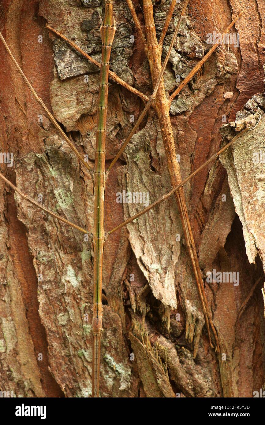 New Zealand smooth stick insect (Clitarchus hookeri Stock Photo - Alamy