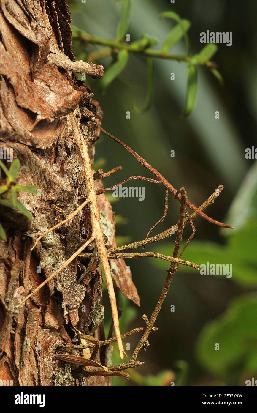 New Zealand smooth stick insect (Clitarchus hookeri Stock Photo - Alamy