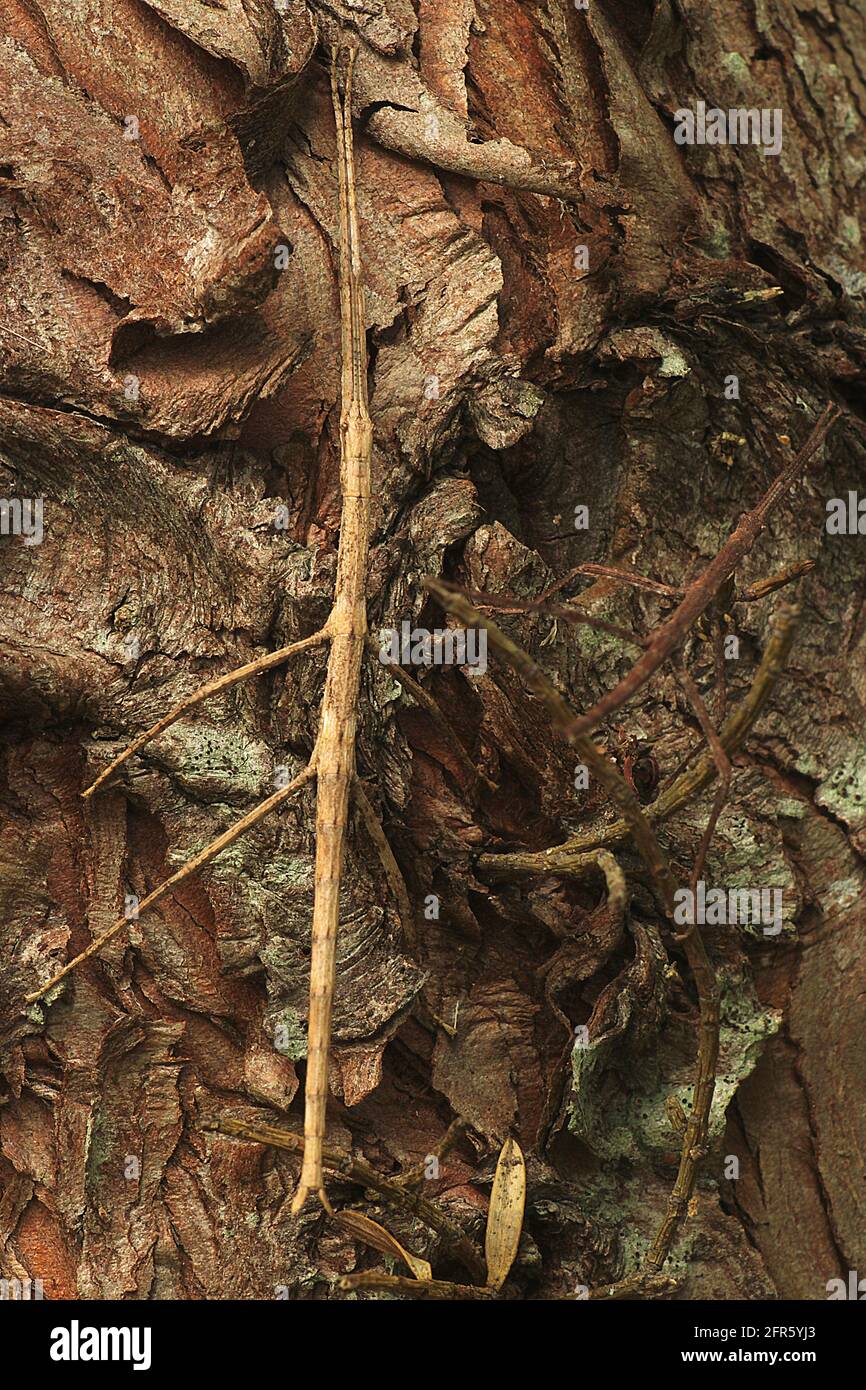 New Zealand smooth stick insect (Clitarchus hookeri Stock Photo - Alamy