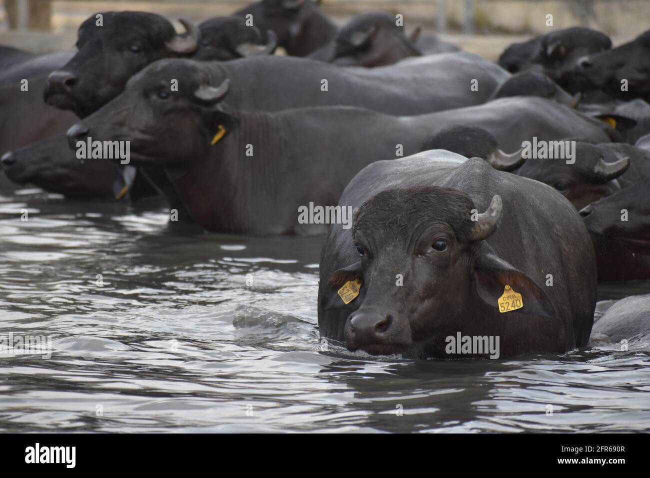 Buffalo in Hisar, Haryana, India Stock Photo - Alamy