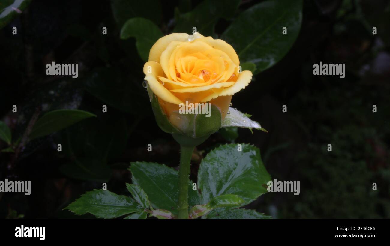 A close up picture of a yellow colored rose flower with a blurred ...