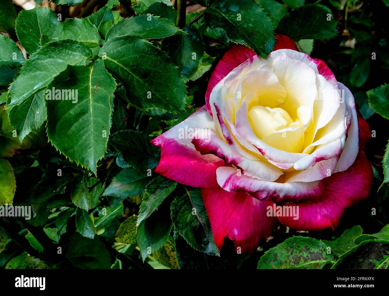 Dual spring hi-res stock photography and images - Alamy