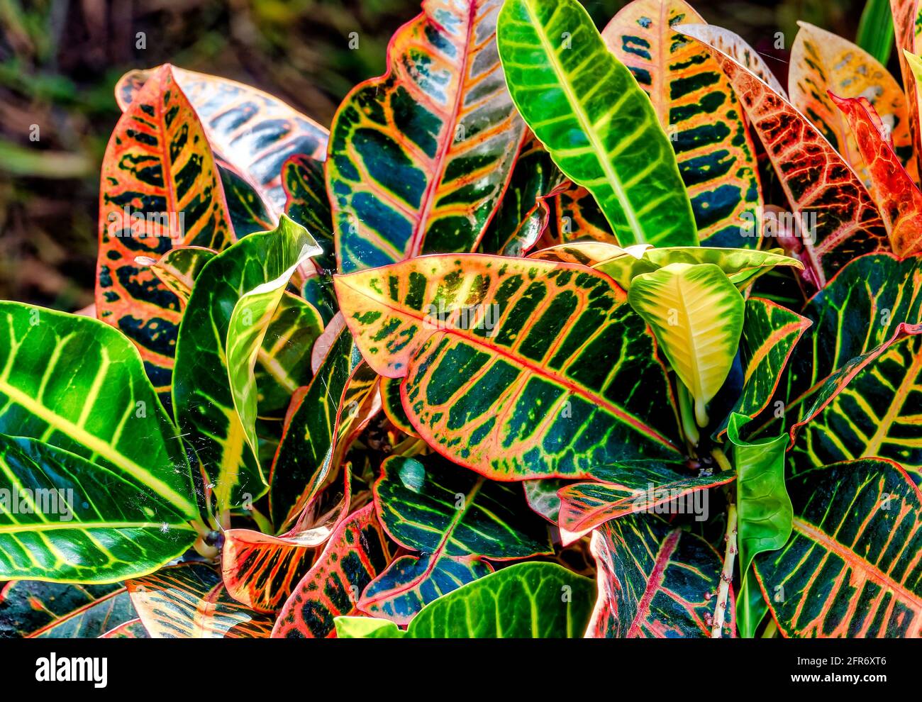 Full spectrum colored tropical plants Stock Photo - Alamy