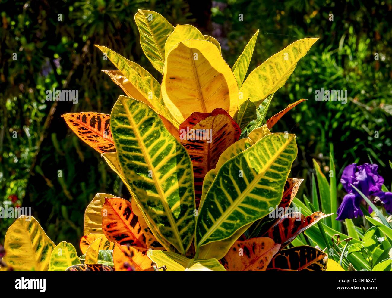 Full spectrum colored tropical plants Stock Photo - Alamy