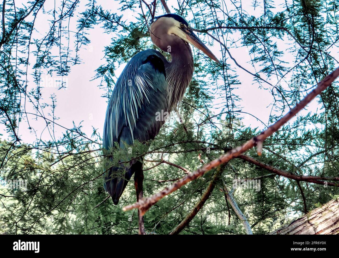 Blue Heron perched high in a tree Stock Photo - Alamy
