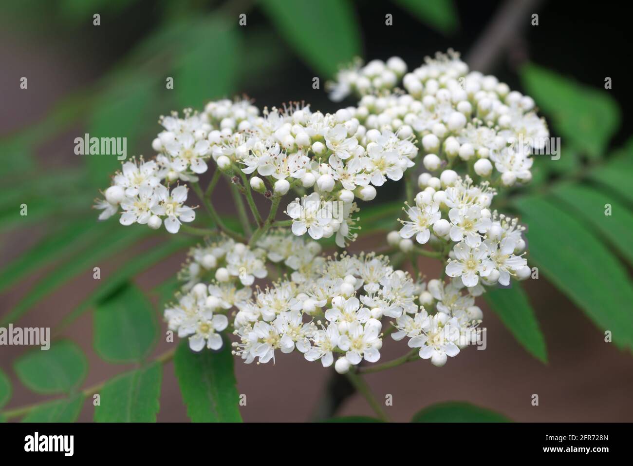 Mountain ash tree flowers hi-res stock photography and images - Alamy