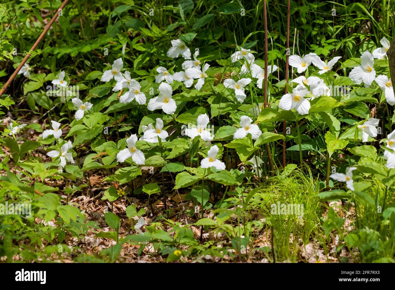 The white trillium (Trillium grandiflorum) the plant is native to ...