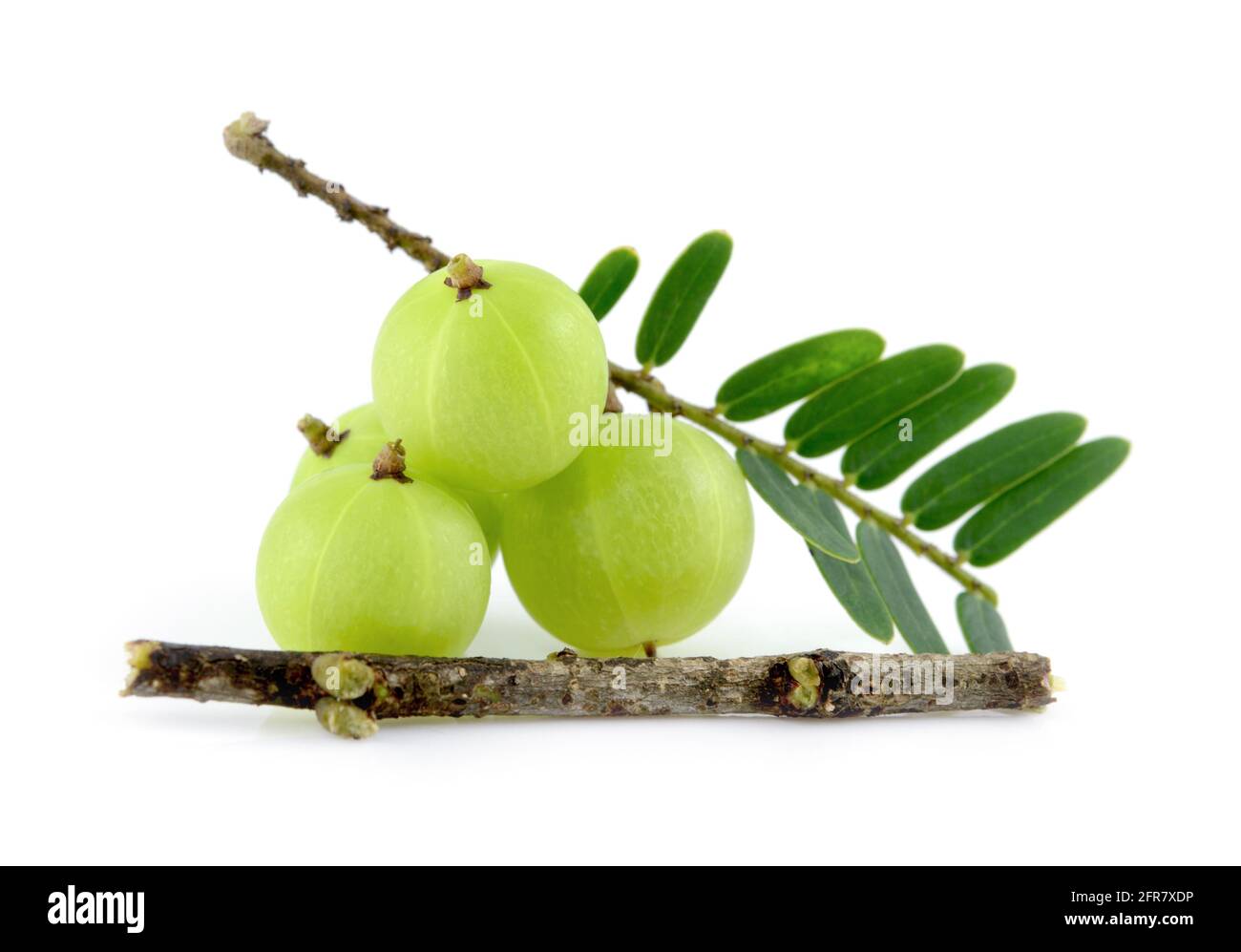 Phyllanthus emblica isolate on white background Stock Photo - Alamy