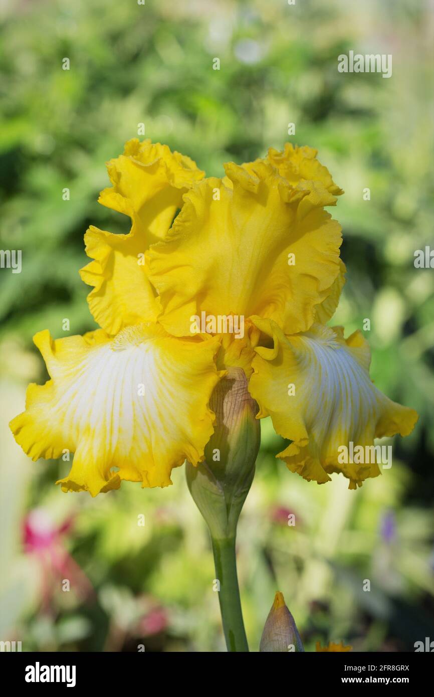 Thats all folks hi-res stock photography and images - Alamy