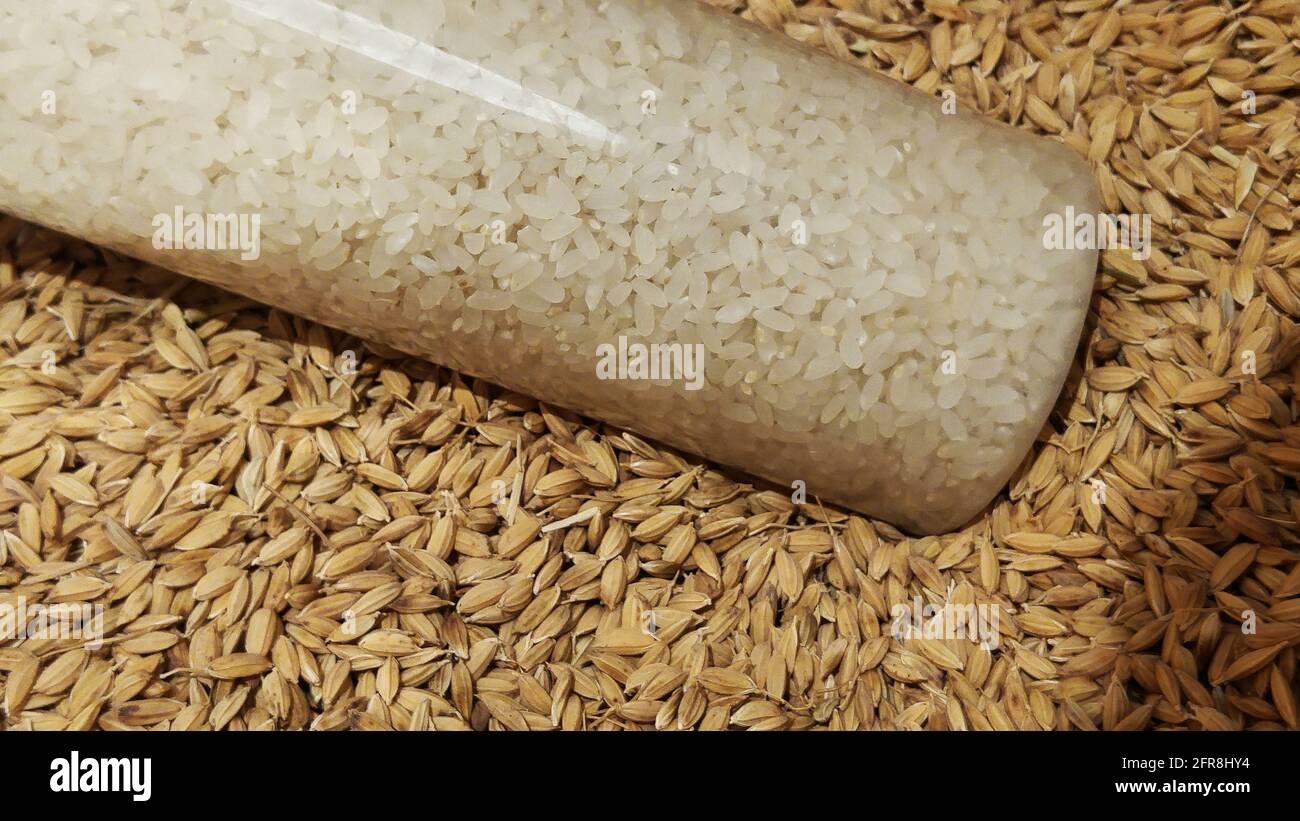 Processing rice hi-res stock photography and images - Alamy