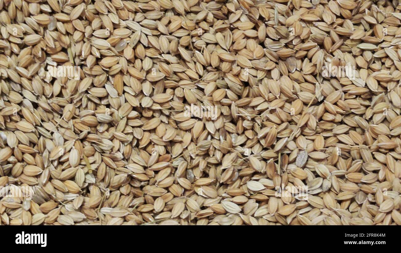 Rice processing hi-res stock photography and images - Alamy