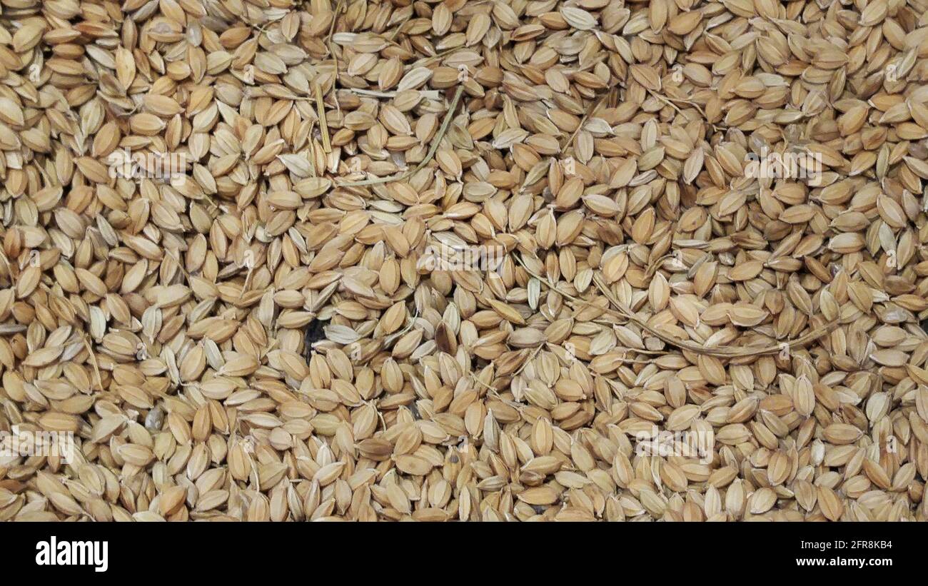 Rice processing hi-res stock photography and images - Alamy