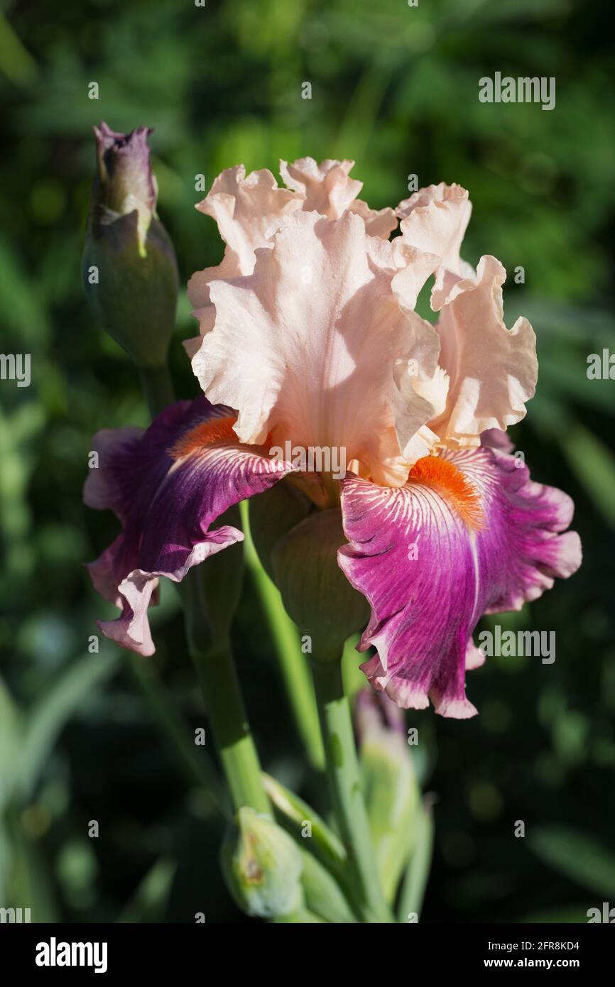 Iris 'Cherry Blossom Song' Stock Photo - Alamy