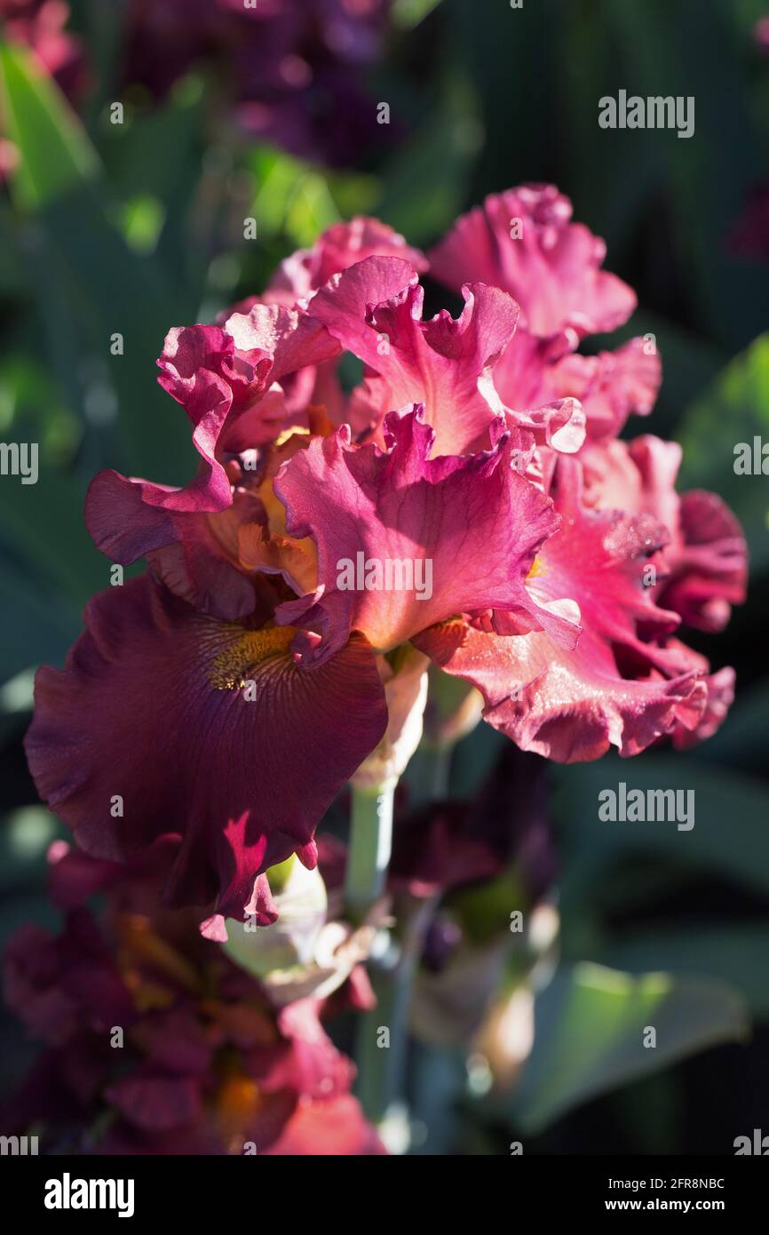 Iris 'Rip City' Stock Photo - Alamy