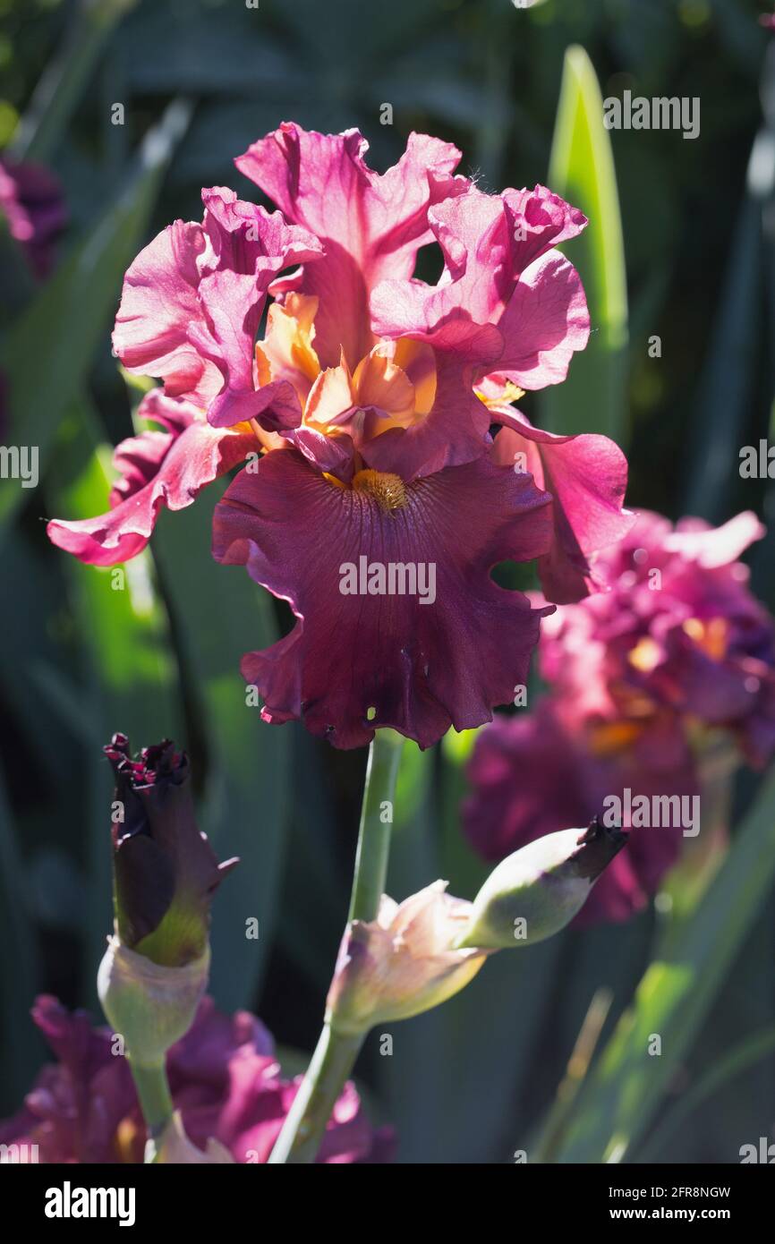 Iris 'Rip City' Stock Photo - Alamy