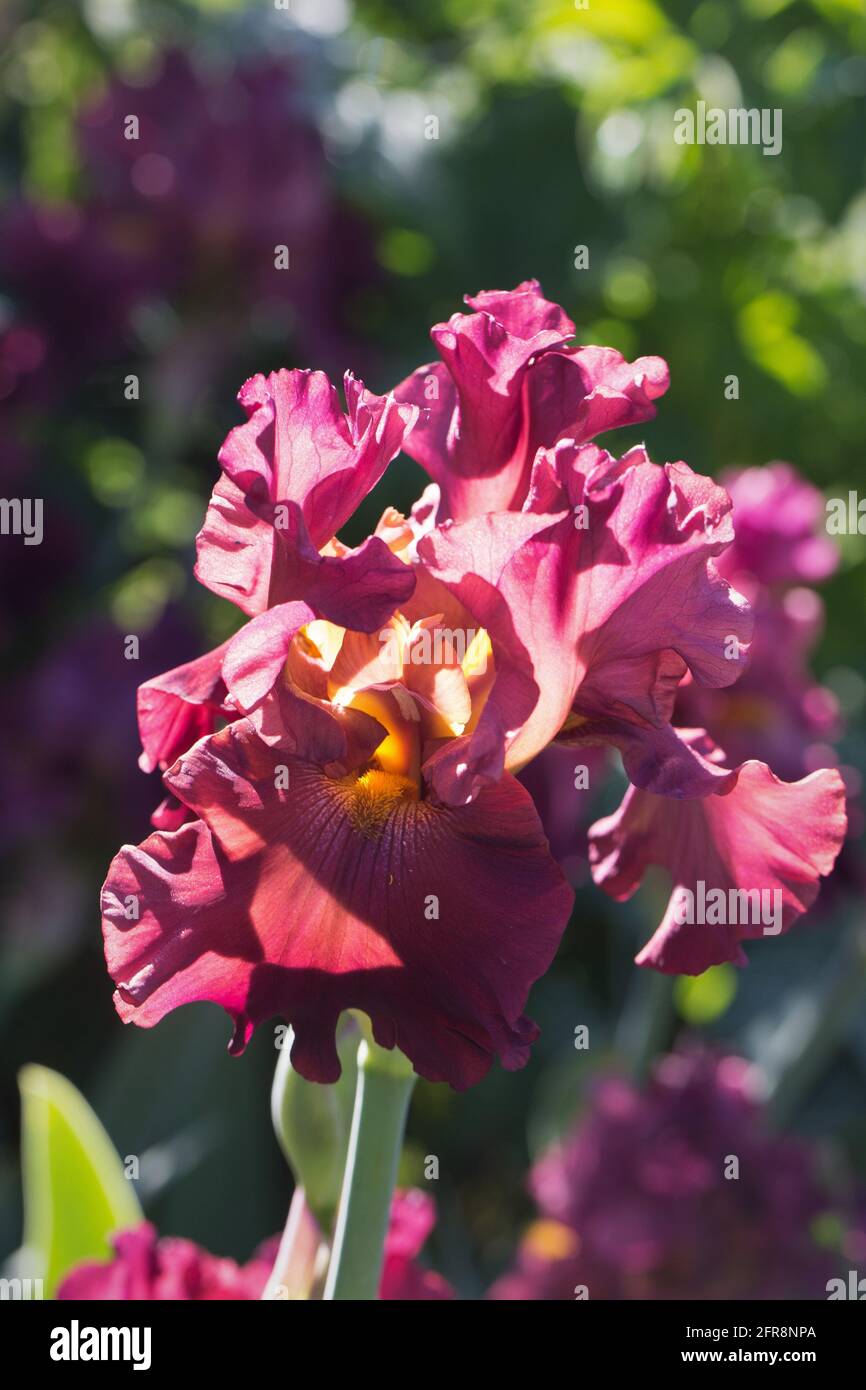 Rip flowers hi-res stock photography and images - Alamy