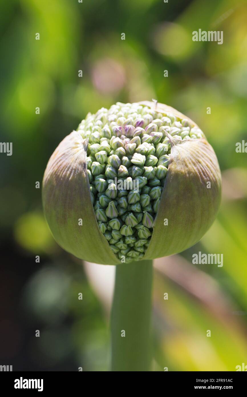 An ornamental allium flower split open just before the bloom Stock ...