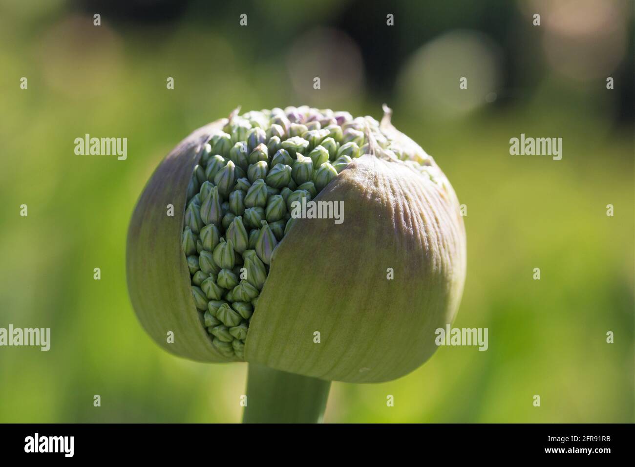 Allium before bloom hi-res stock photography and images - Alamy