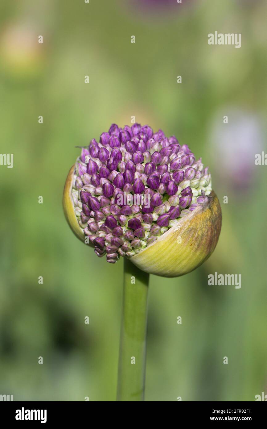 Allium flower seeds hi-res stock photography and images - Alamy