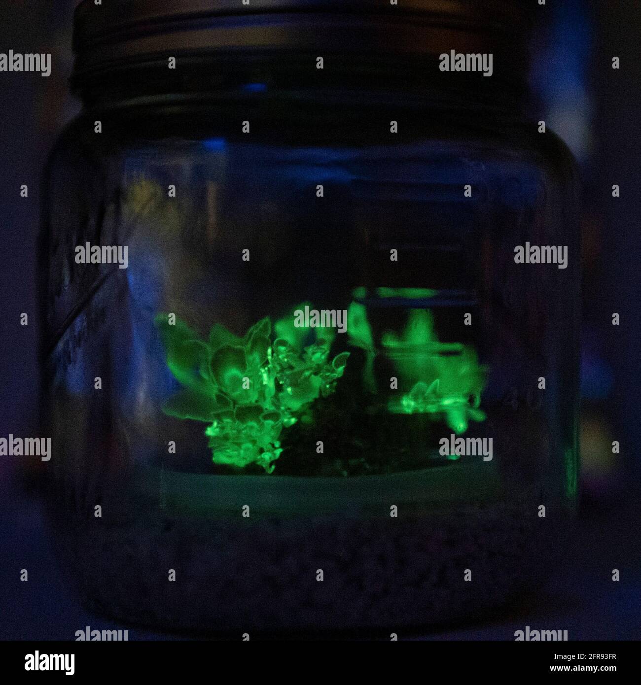 Bioluminescent mycelium hi-res stock photography and images - Alamy