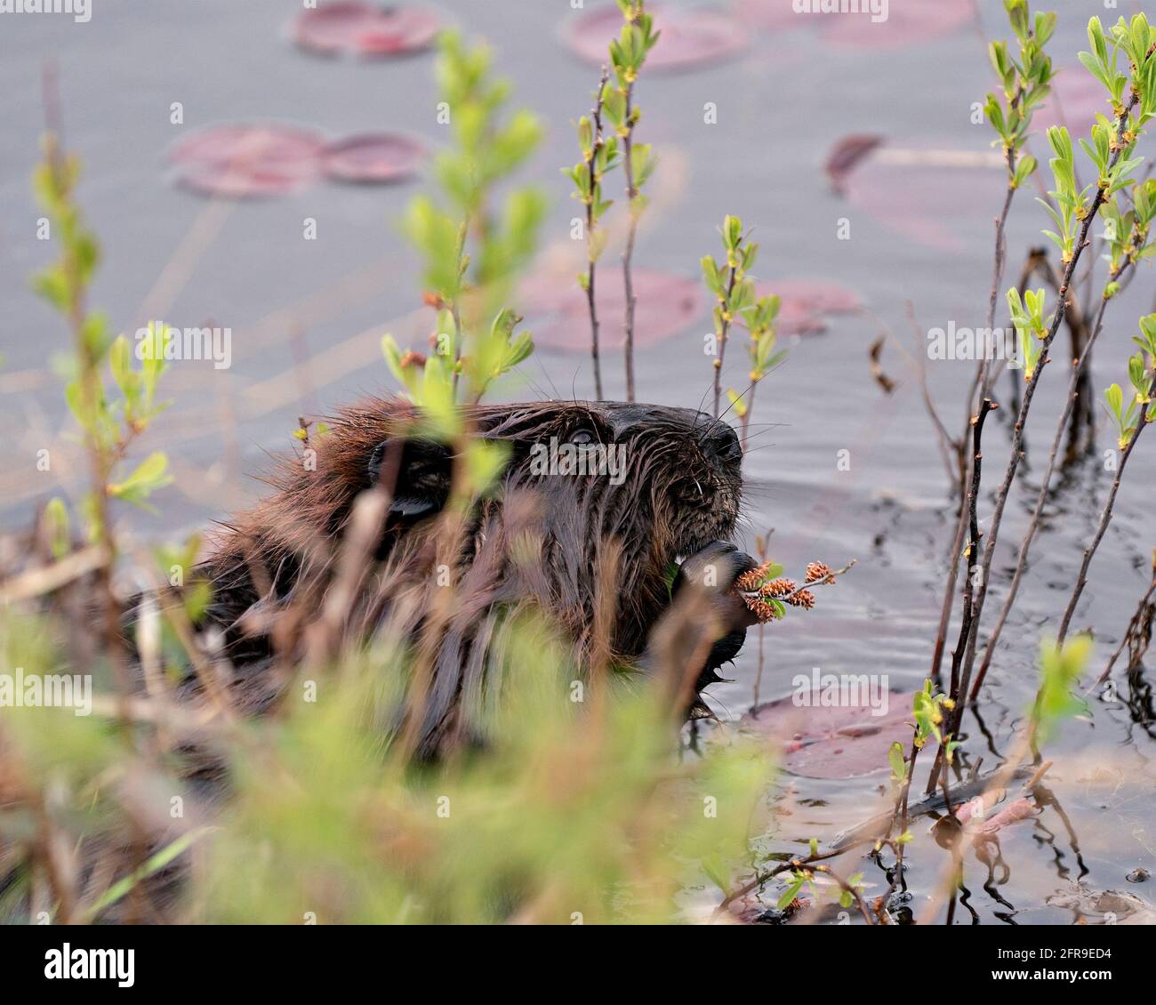 Beaver close-up profile side view head shot with water and water lily ...