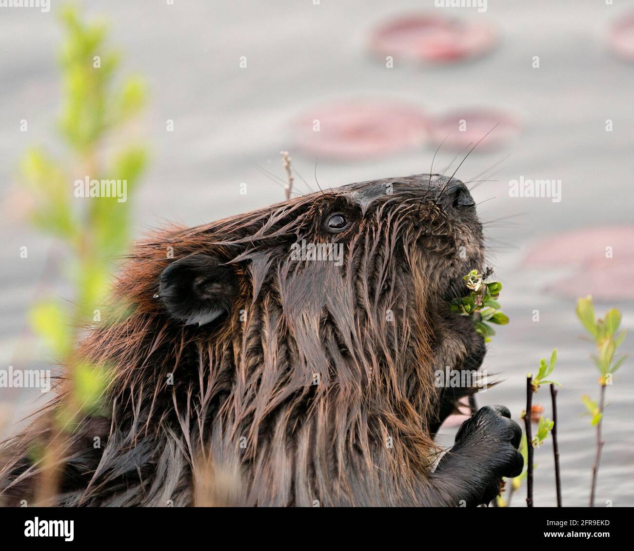 Beaver close-up profile side view head shot with water and water lily ...