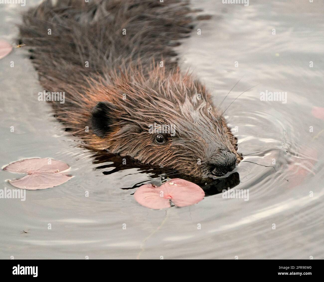 Beaver close-up aerial view of head shot with water lily pads and water ...