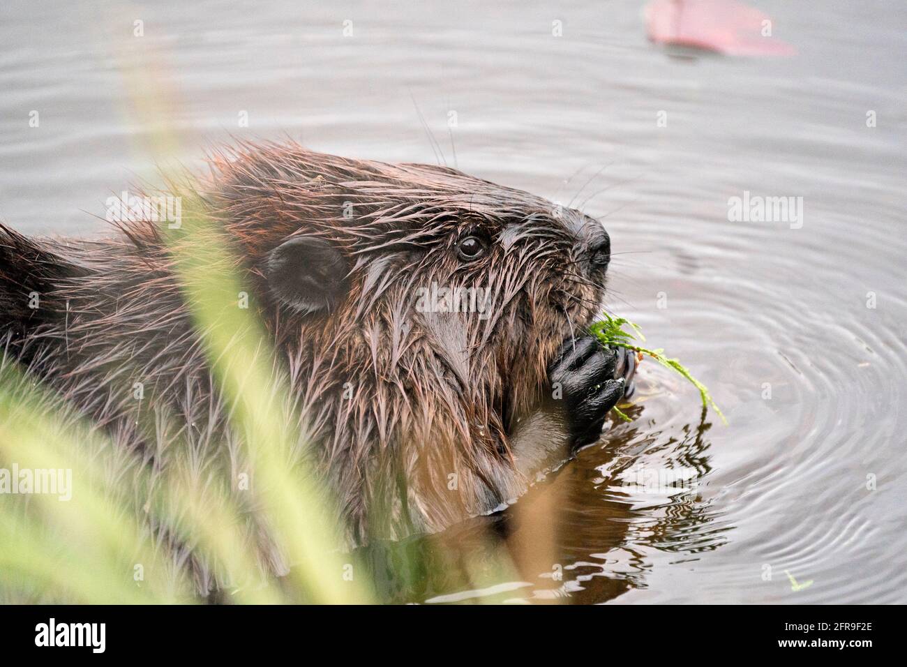 Beaver close-up profile side view head shot with water and water lily ...