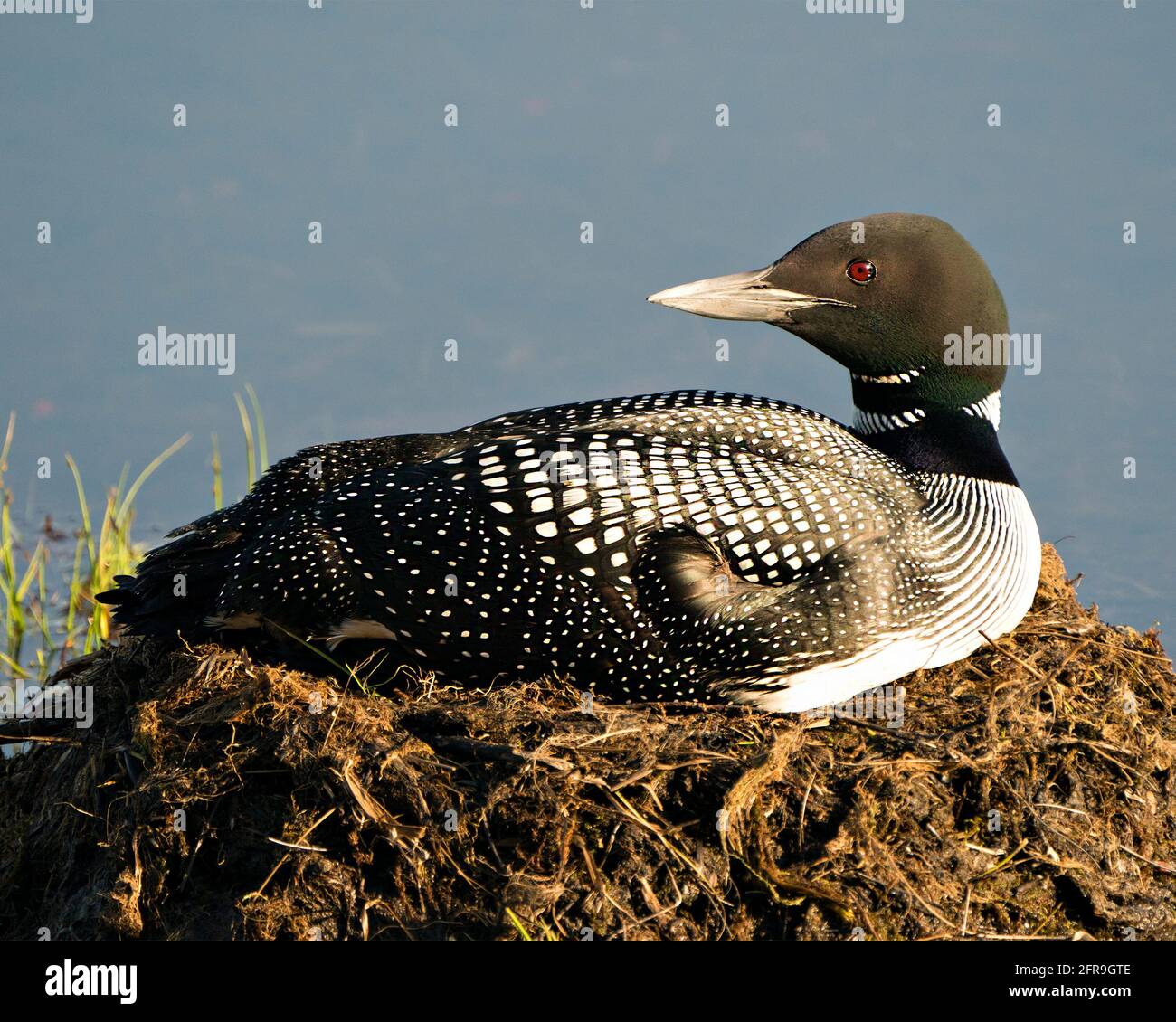 Common Loon nesting on its nest with marsh grasses, mud and water by ...