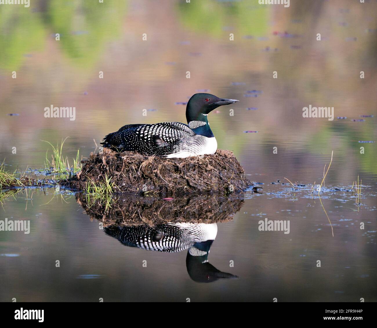 Common Loon nesting on its nest with marsh grasses, mud and water by ...