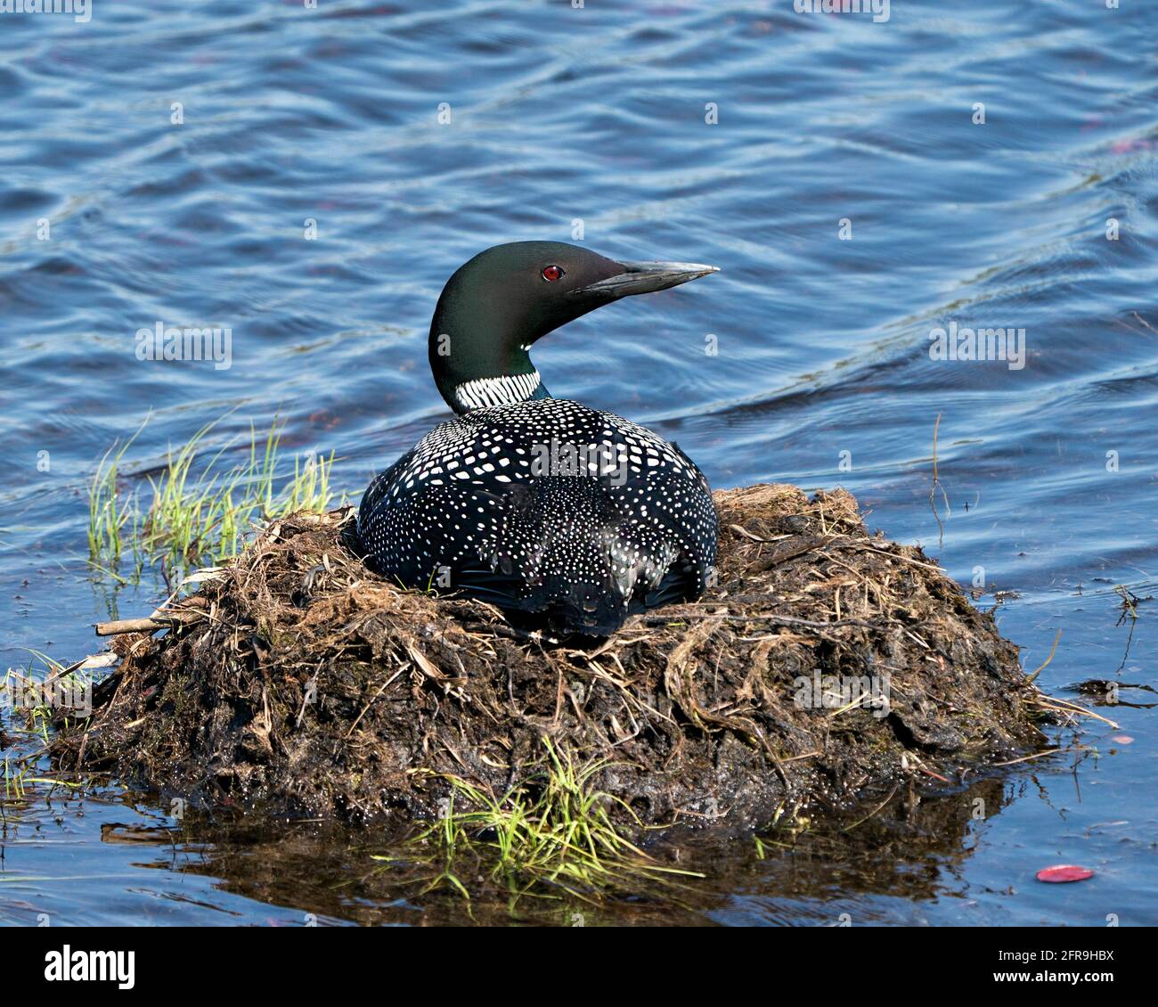 Common Loon nesting on its nest with marsh grasses, mud and water by the lake shore in its ...